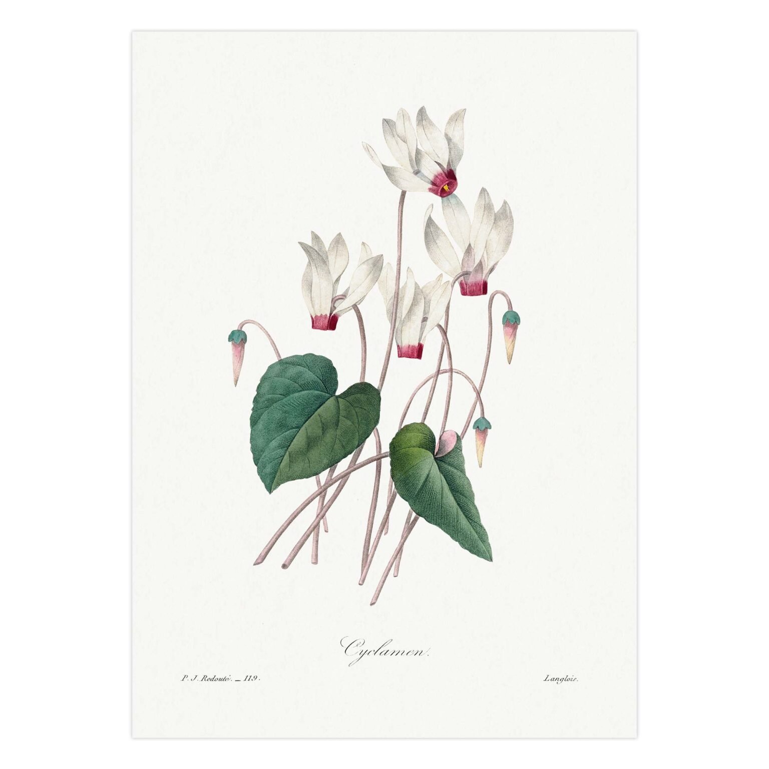 Ciklamenas - Pierre-Joseph Redouté | Gambeli.lt